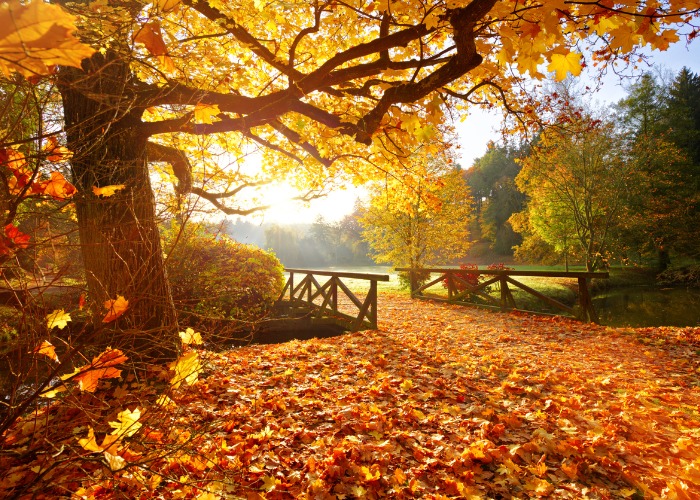 Fall Foliage Photography Tips – Reflect & Refresh